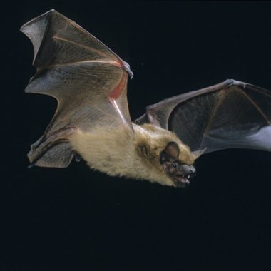 La Sérotine commune - Chiroptera