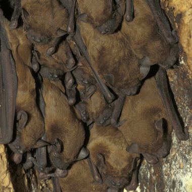 La Noctule commune - Chiroptera