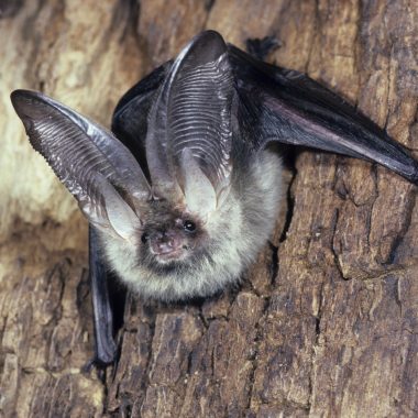 L’Oreillard gris - Chiroptera